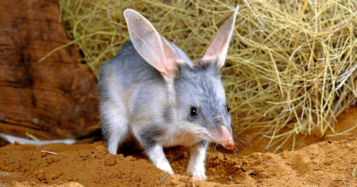 Celebrating National Bilby Day - Bright-r
